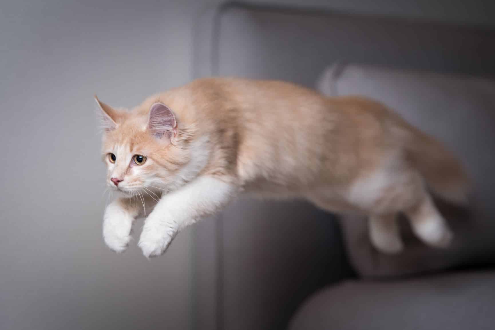 L'anatomie Du Chat : Tout Sur Le Physique | Pet Yolo