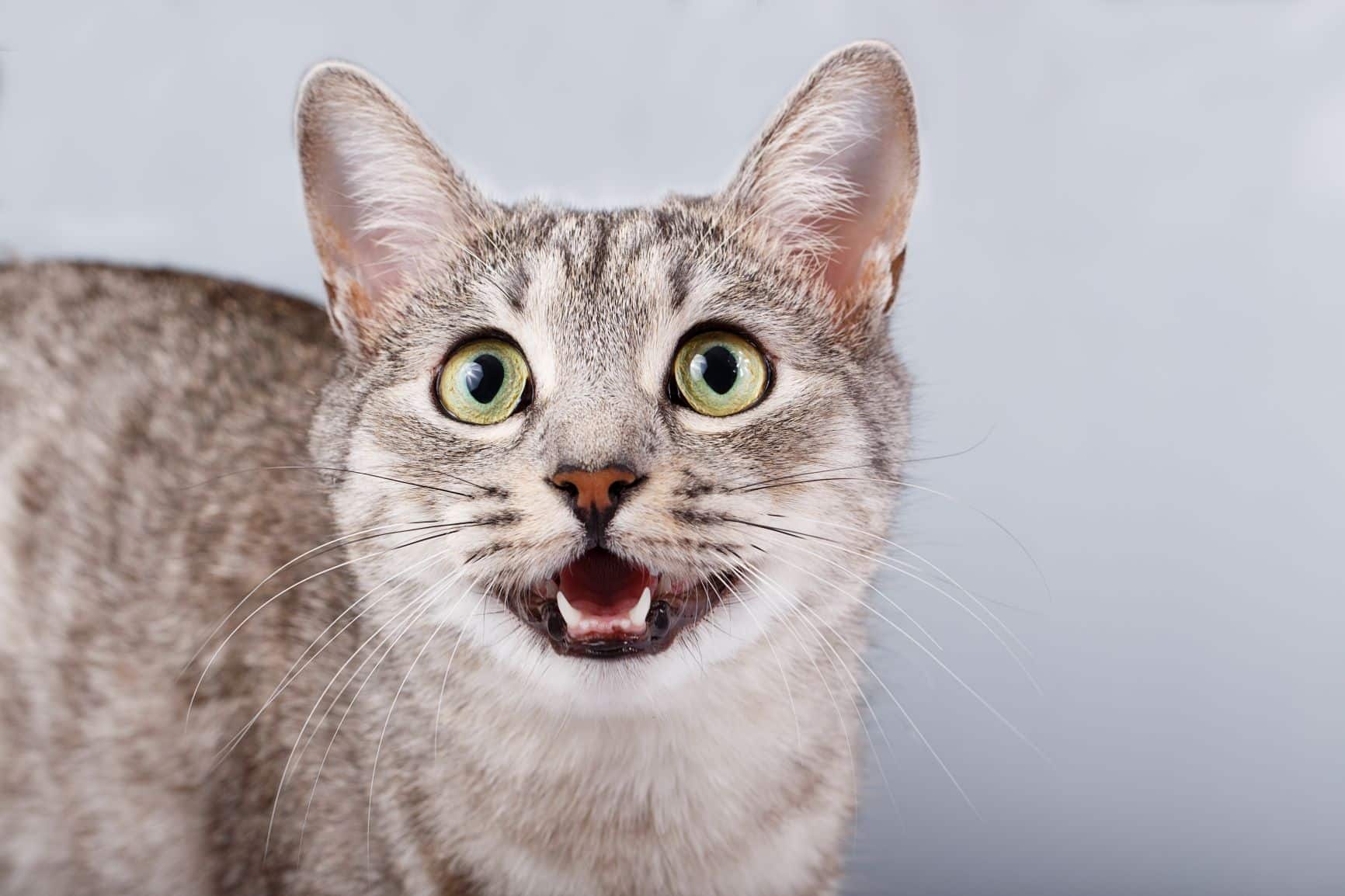 Bruits De Chat : Que Signifient Miauler, Ronronner & Co ? | Pet Yolo