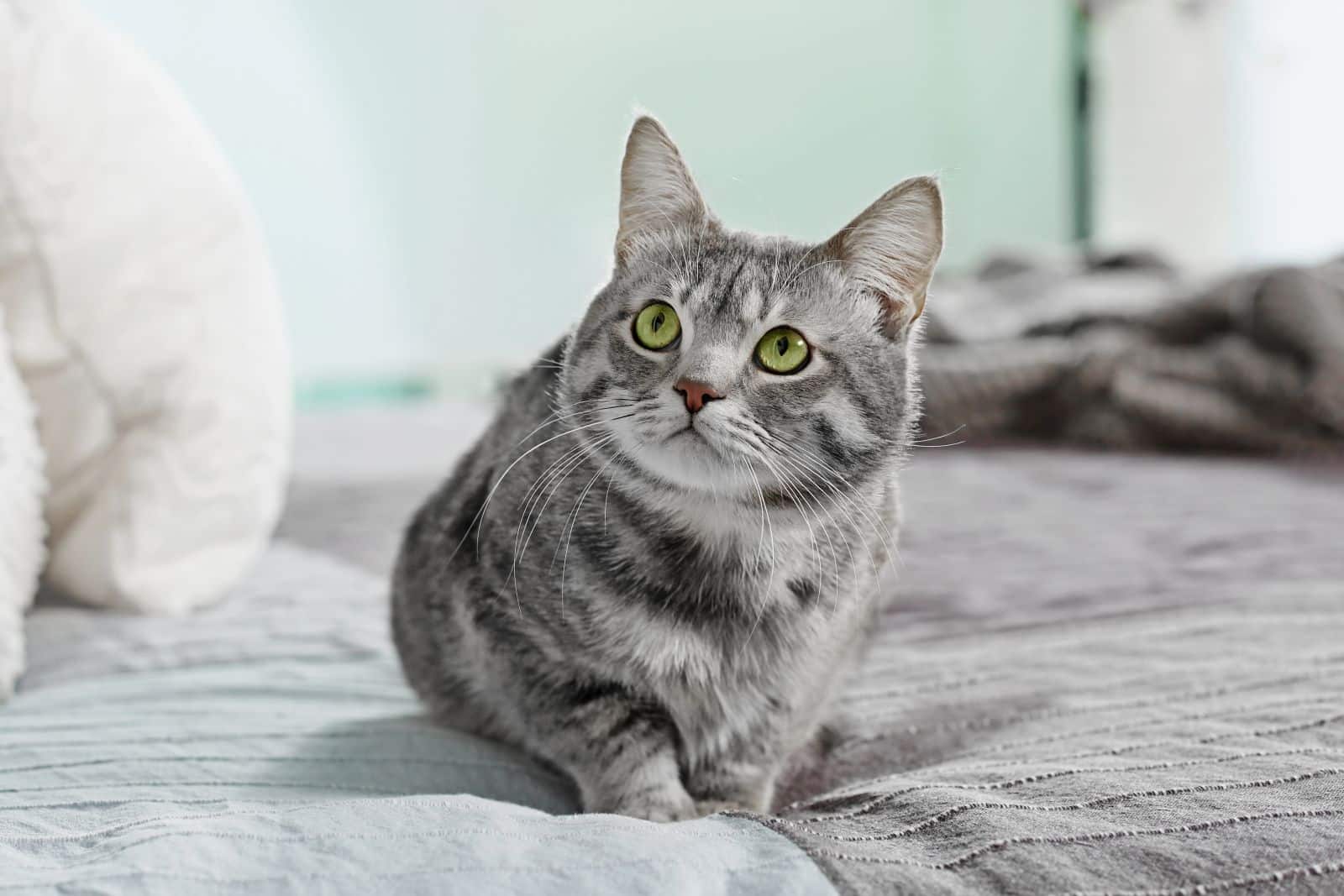 Au Secours, Mon Chat Fait Pipi Sur Le Lit ! Ce Qu'il Faut Faire? | Pet Yolo