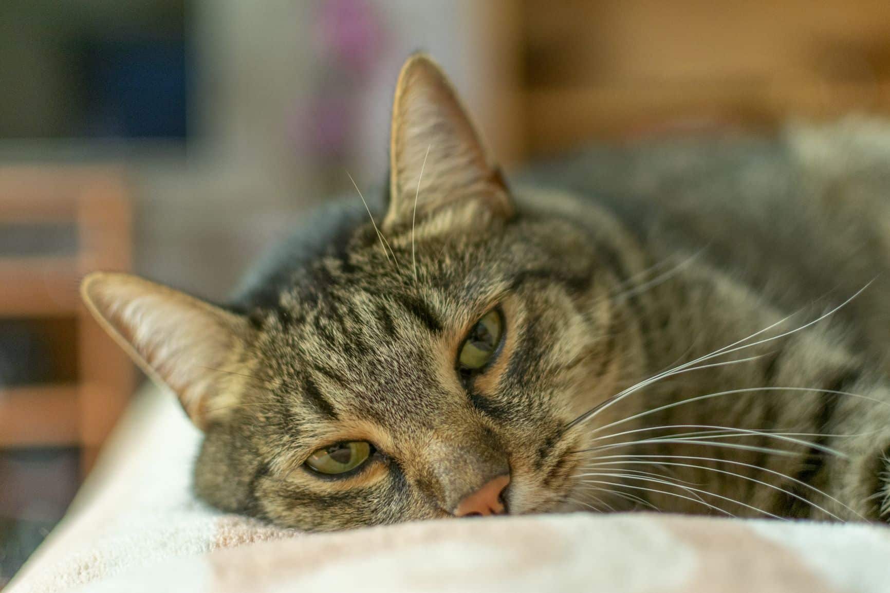 Inflammation De La Muqueuse Gastrique Chez Le Chat (gastrite) | Pet Yolo