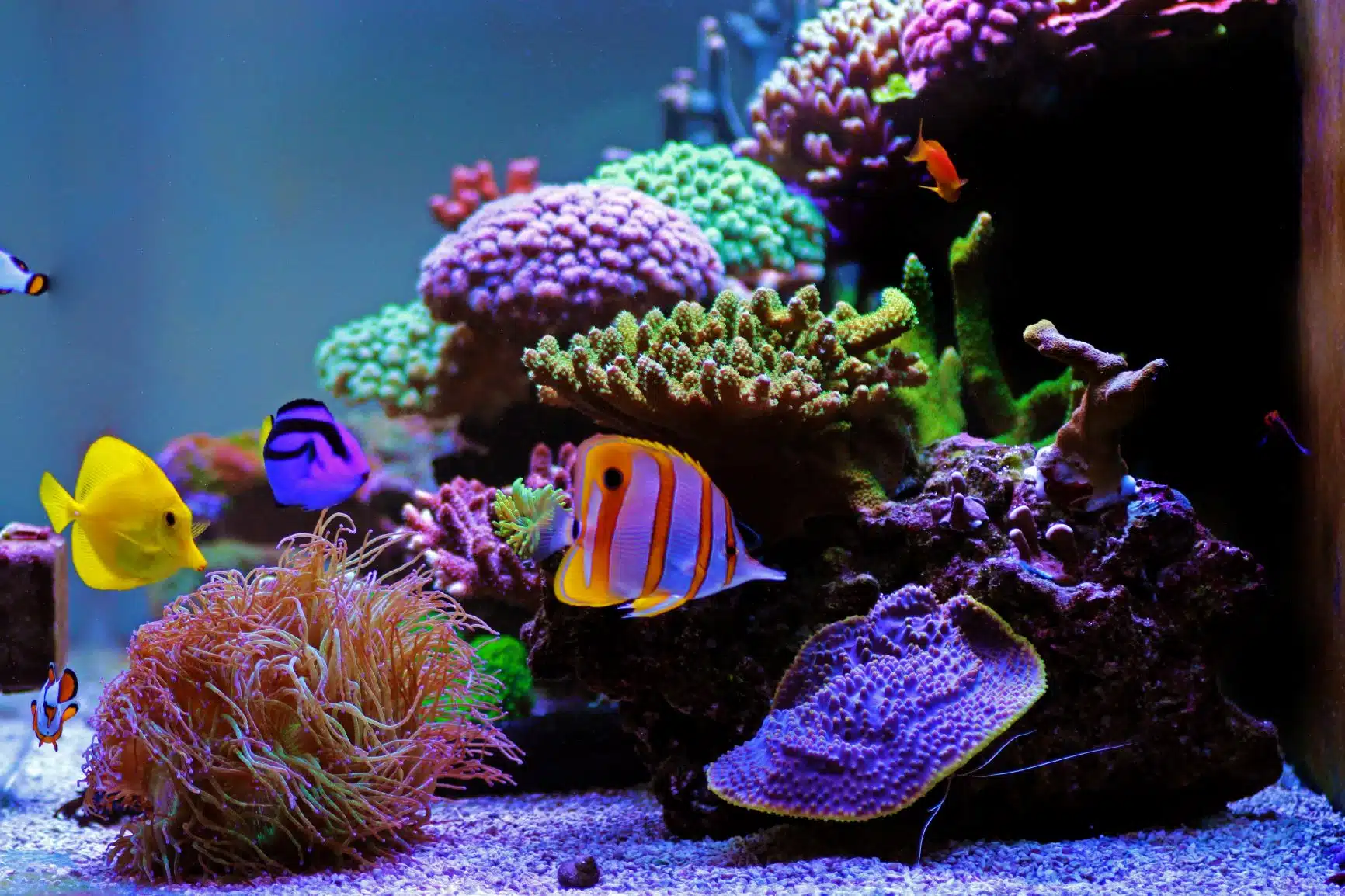 Les 5 Poissons D'eau Salée Les Plus Populaires : Conseils De ...