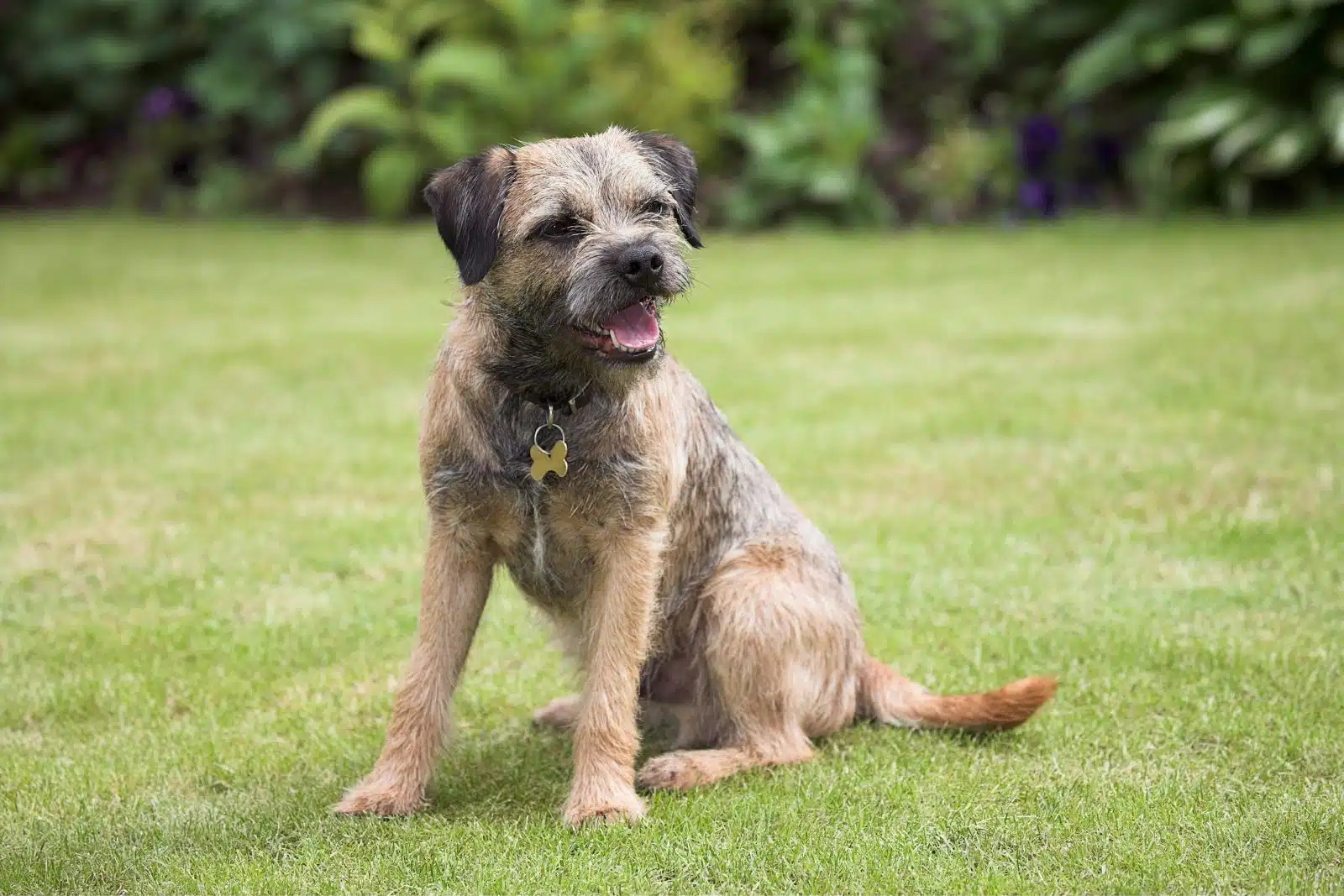 Caractère, élevage Et Soins Du Border Terrier - Chien | Description De ...