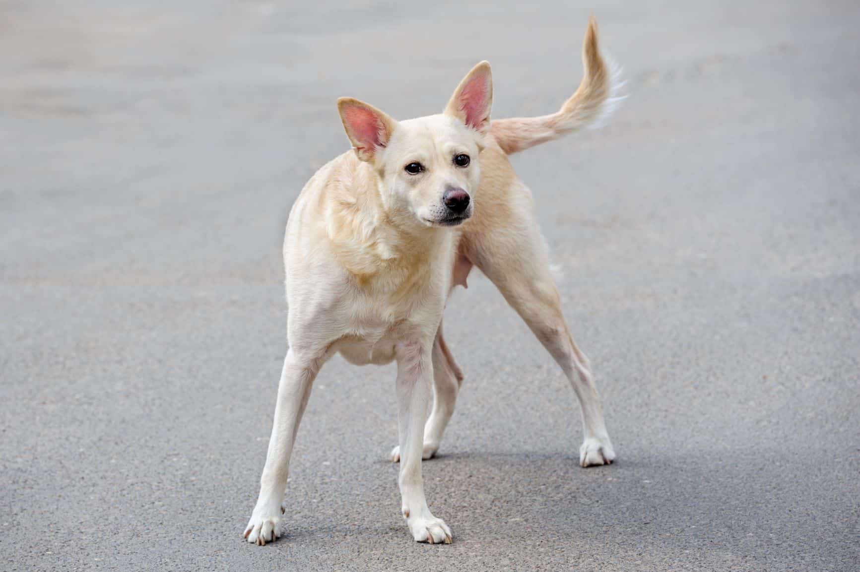 Chien Trouvé ? Conseils Sur La Gestion Des Chiens Sans Abri » Wiki ...