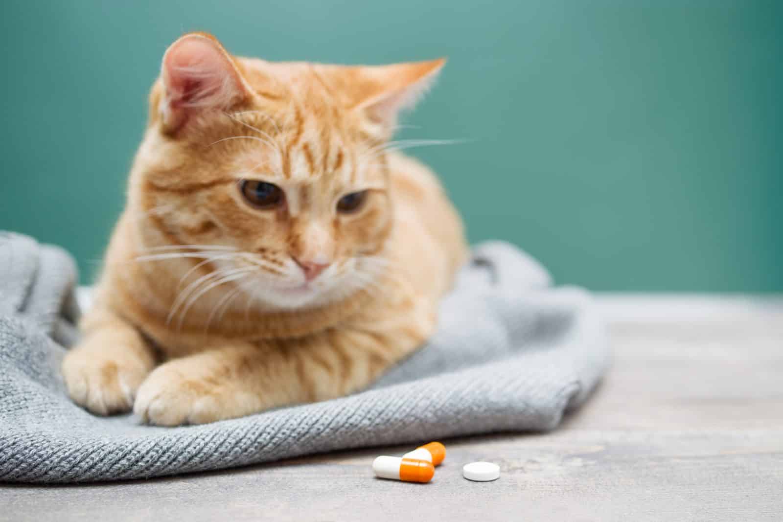 Contraception Chez Le Chat : Quelles Sont Les Options ? | Pet Yolo