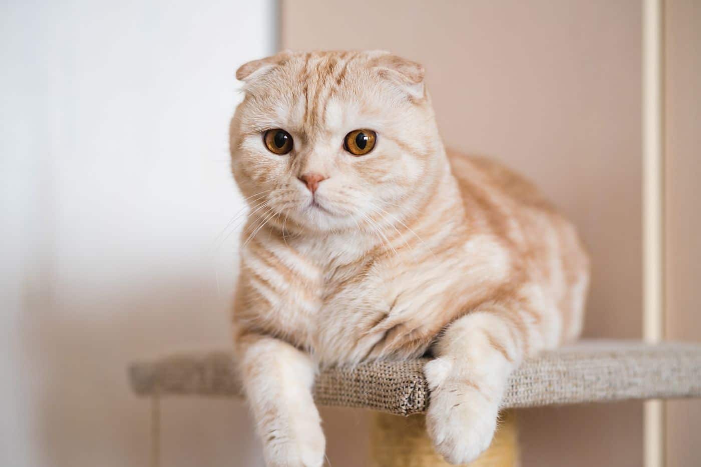 Scottish Fold (Chat Scottish Fold) : Élevage Cruel ? | Revue Pet Yolo