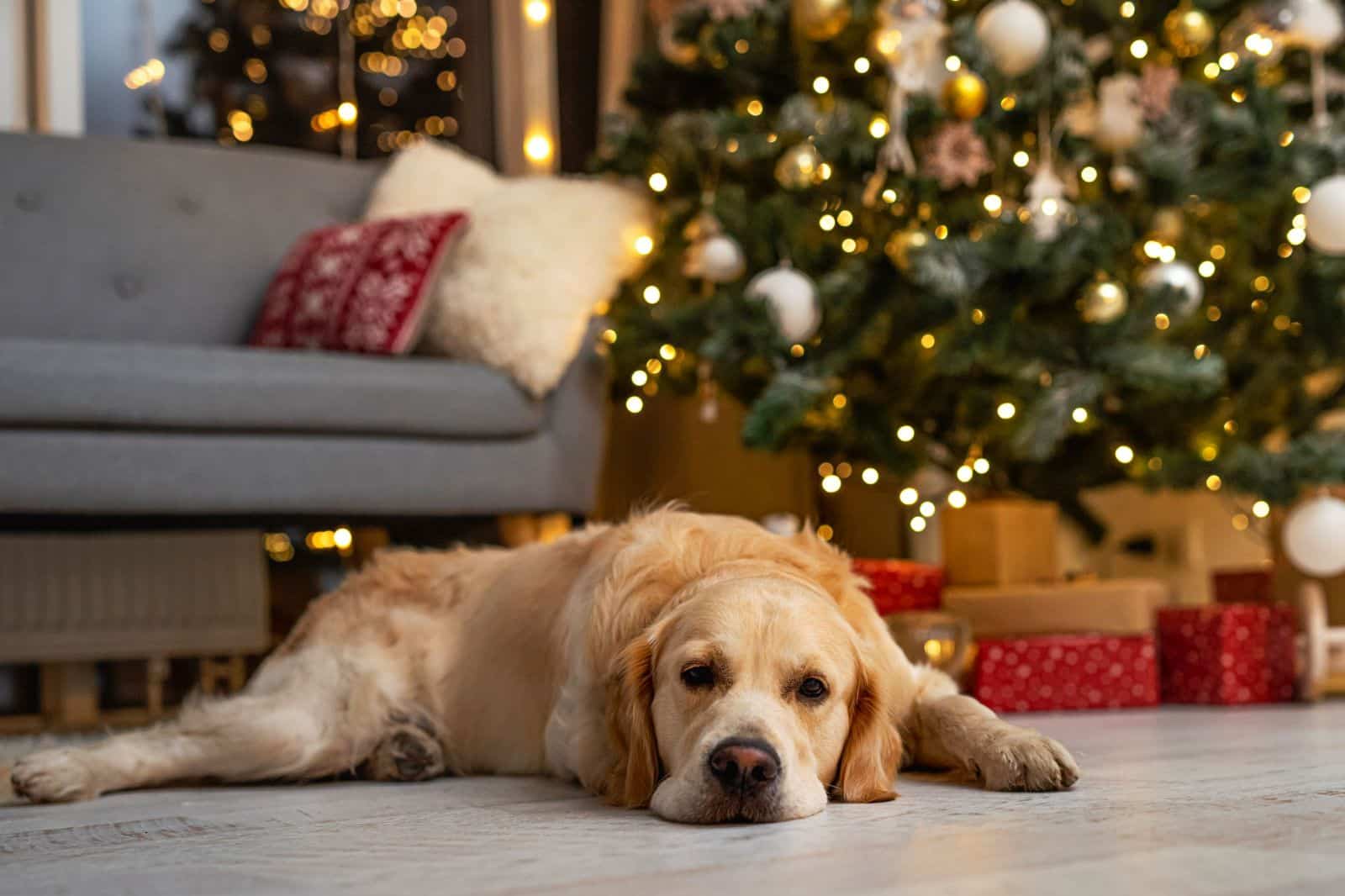 Noël Avec Un Chien : Fêter En Toute Sécurité | Revue Pet Yolo
