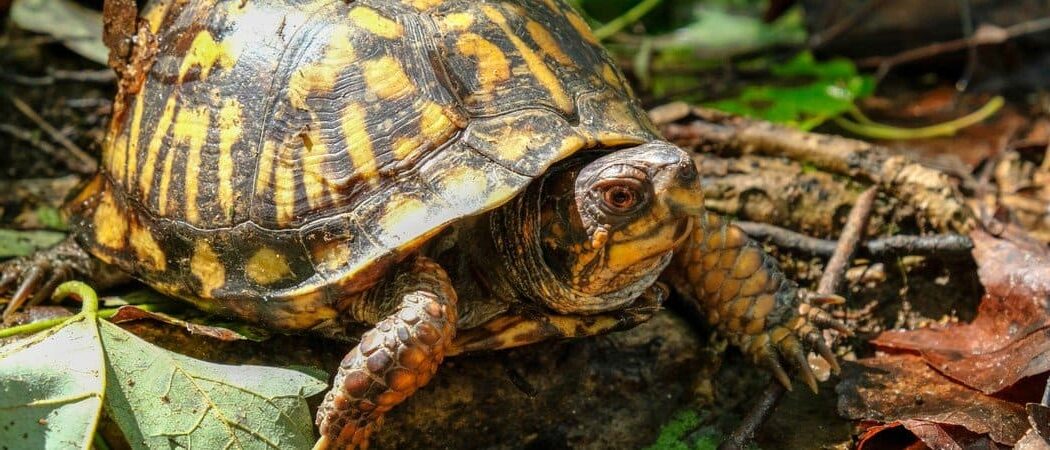 Faits Sur Les Animaux De La Tortue-boîte | Terrapene Caroline - Pet Yolo