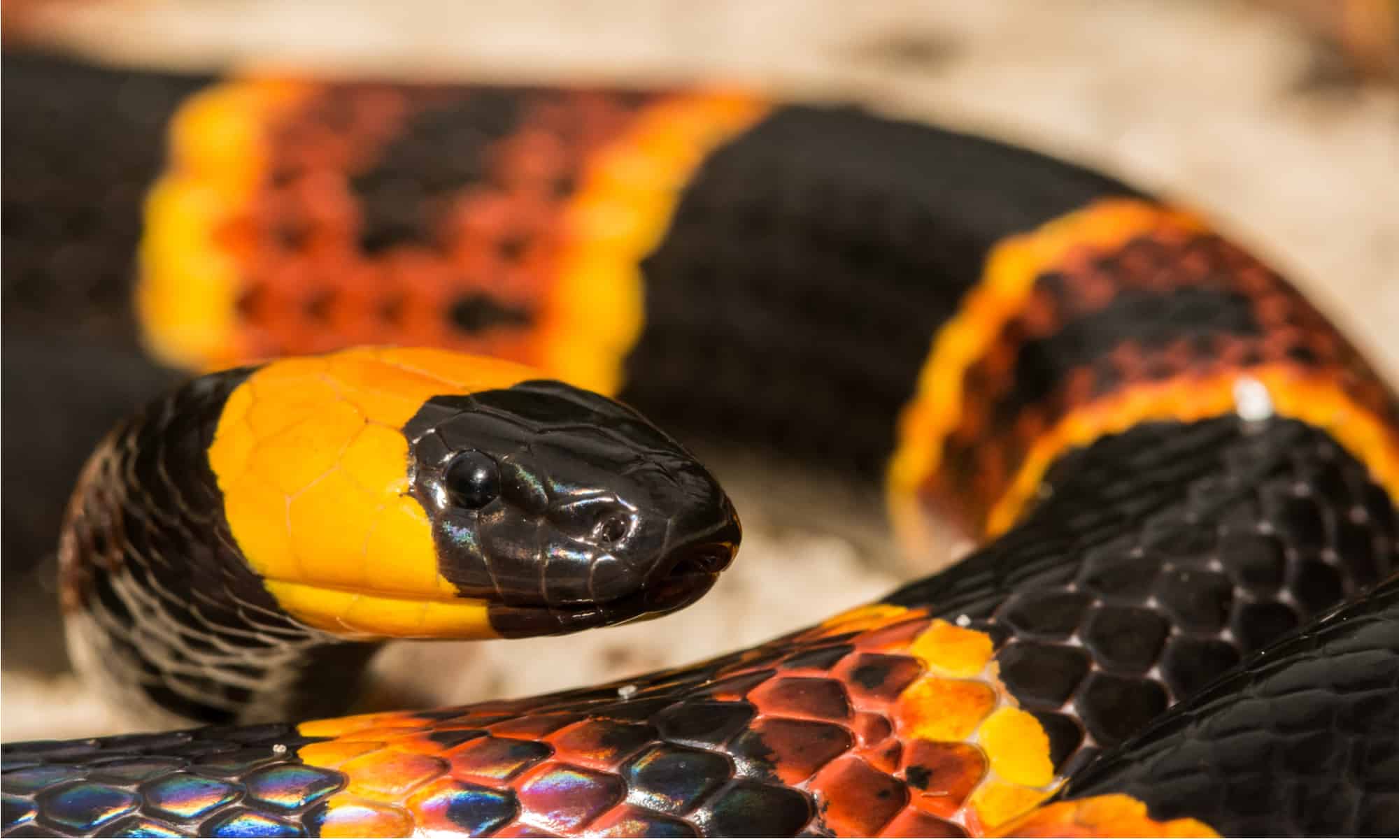 Faits Sur Les Animaux Du Serpent Corail Oriental | Micrurus Fulvius ...