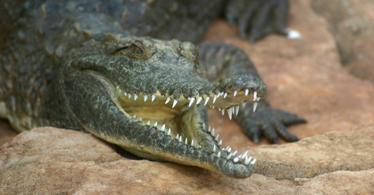 Faits Sur Les Animaux De Crocodile D'eau Douce | Crocodylus Johnstoni ...