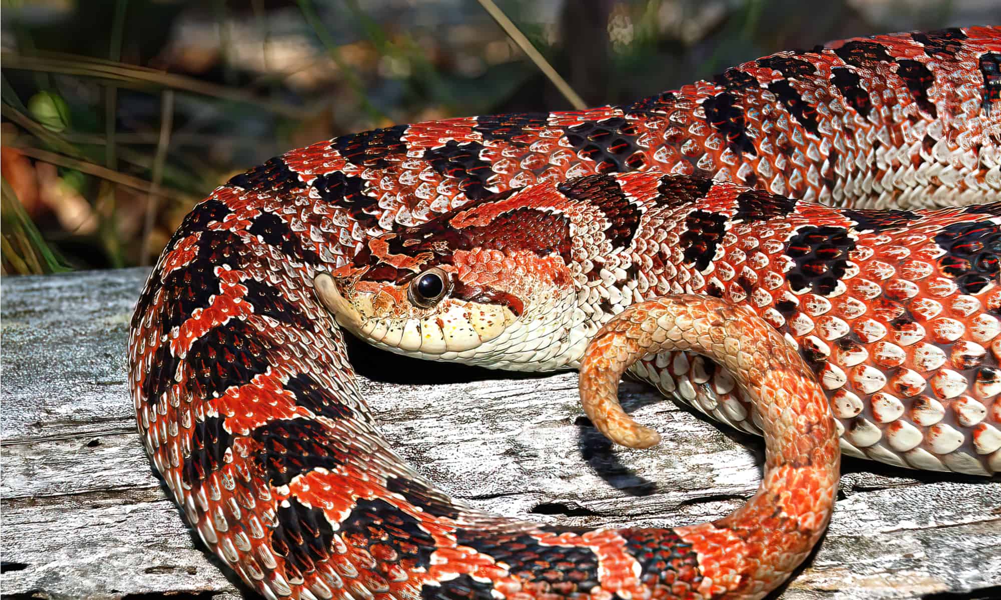 Faits Sur Les Animaux Du Serpent à Nez Plat Du Sud | Hétérodon Simus ...