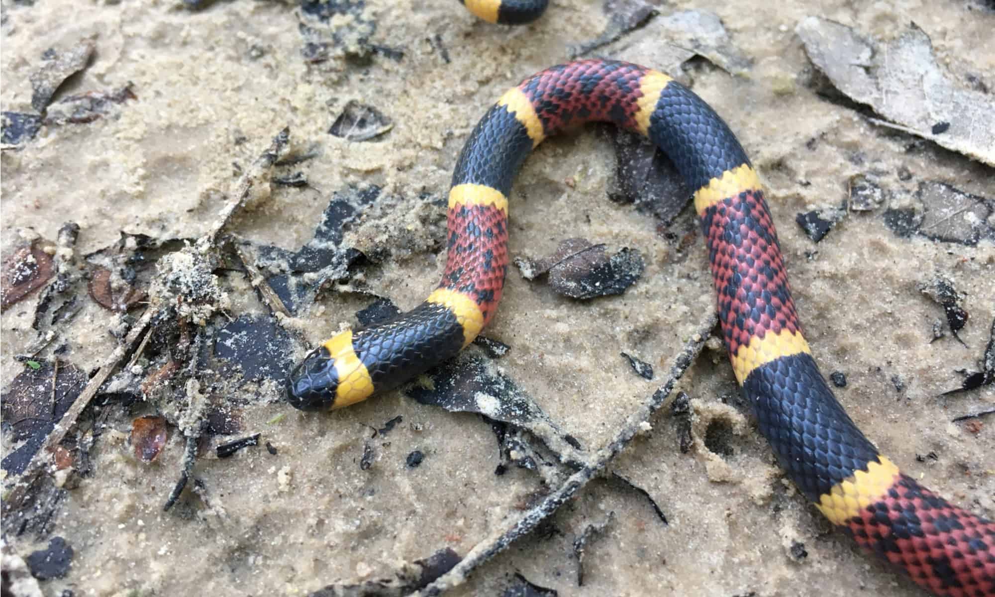 Faits Sur Les Animaux Du Serpent Corail Du Texas | Micrurus Tener - Pet ...