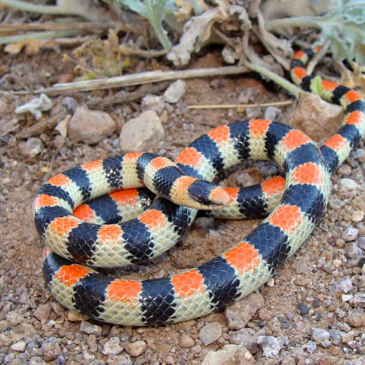 Faits Sur Les Animaux De Serpent Terrestre | Sonora Semiannulata - Pet Yolo