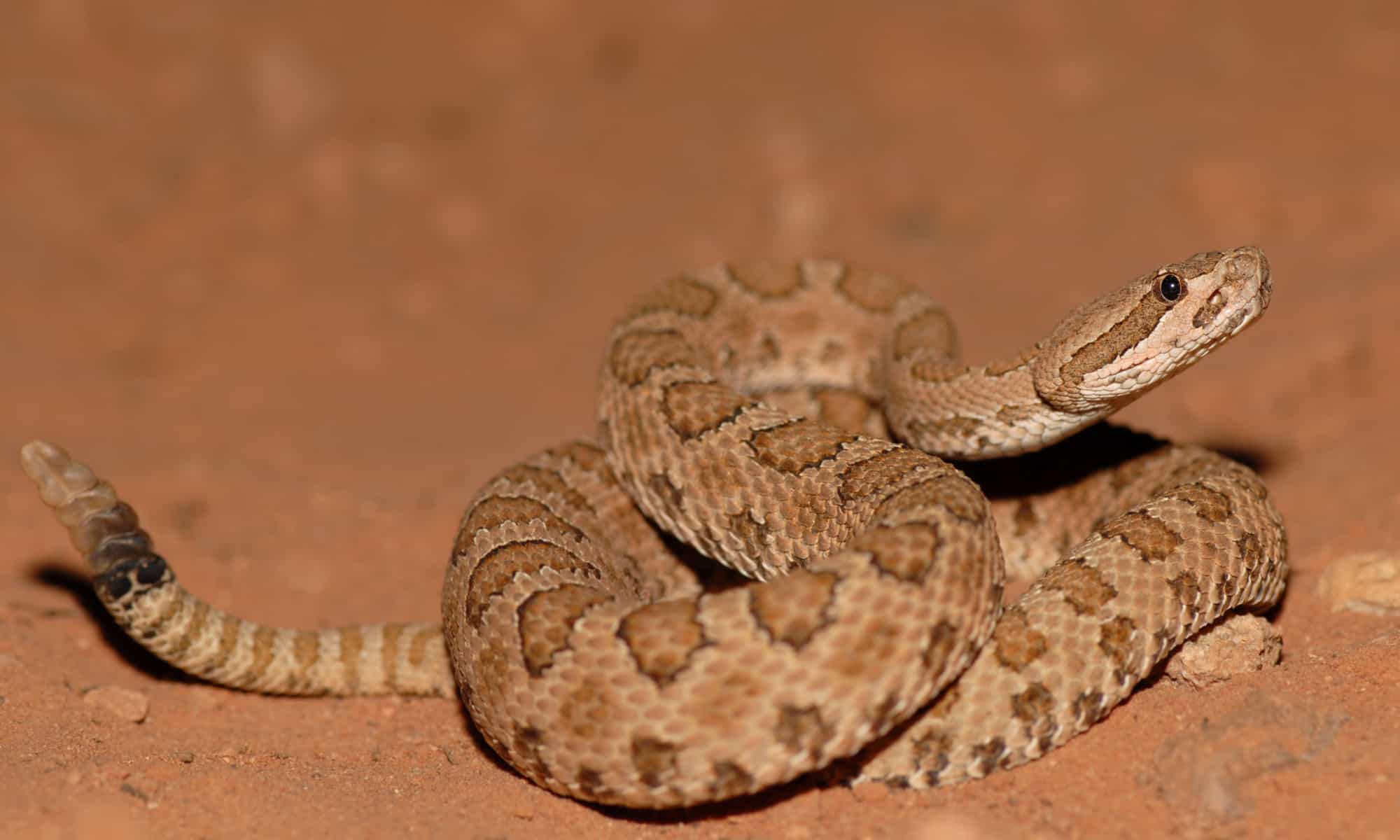 Faits Sur Les Animaux Du Serpent à Sonnette Fané Midget | Crotalus ...