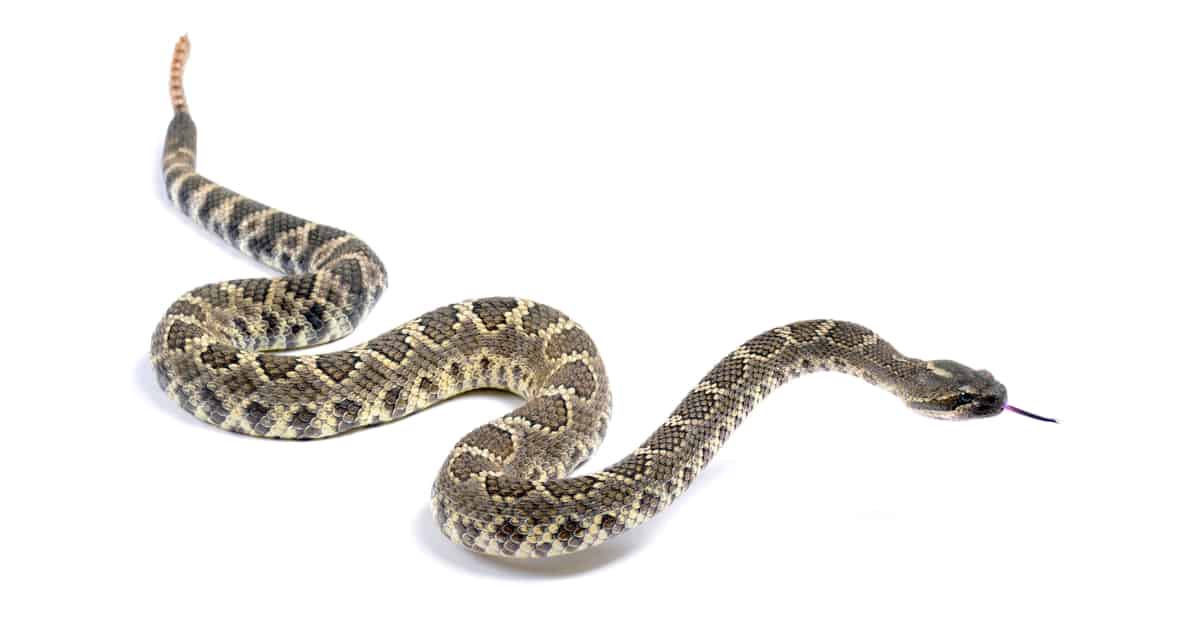 Faits Sur Les Animaux Du Serpent à Sonnette Du Pacifique Sud | Crotalus ...