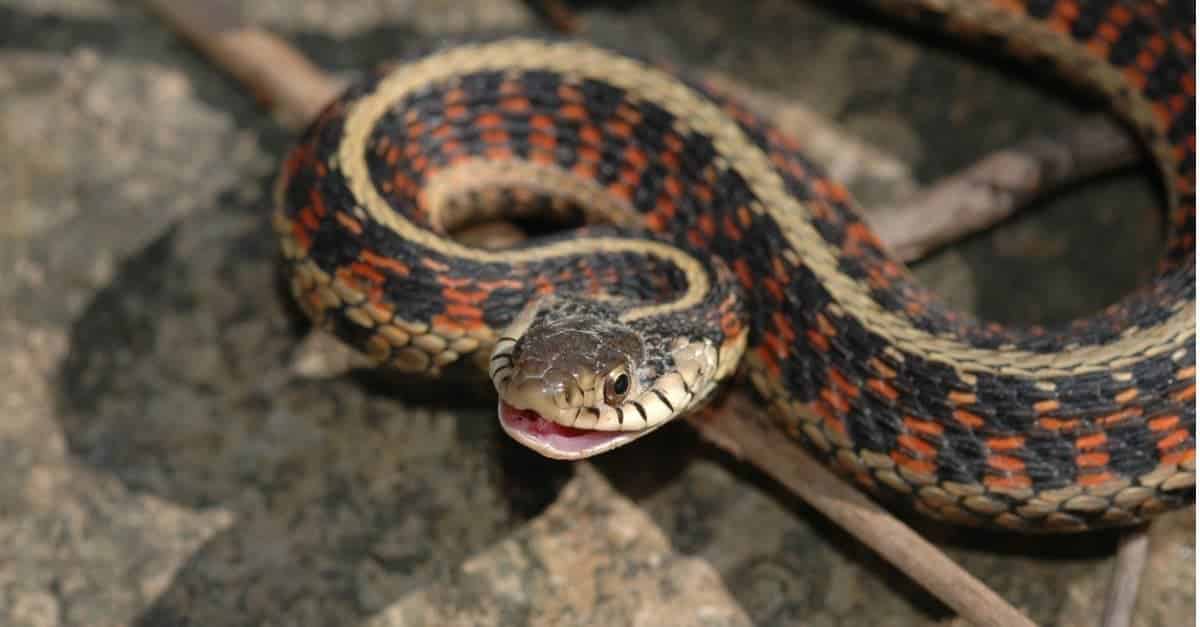 Faits Sur Les Animaux De La Couleuvre Rayée | Thamnophis Sirtalis - Pet ...