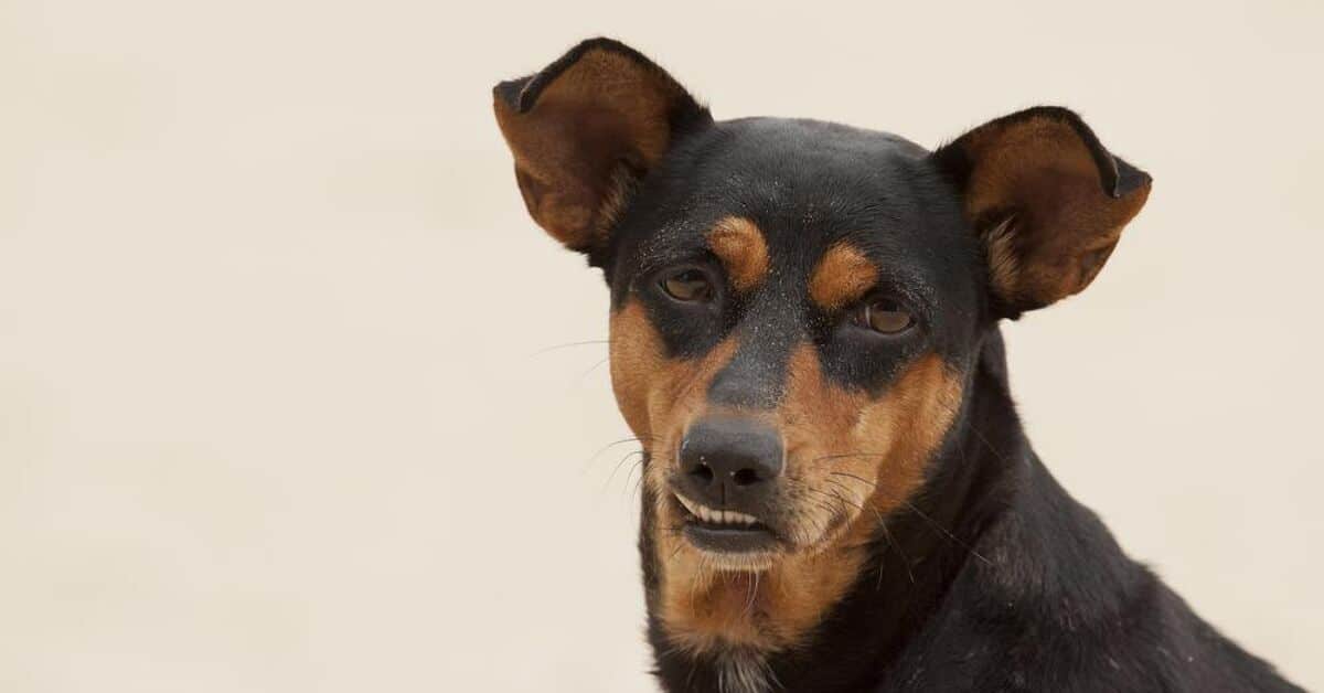 Mon Chien A Des Acrochordons, Est-ce Qu'il Va Bien ? | Pet Yolo