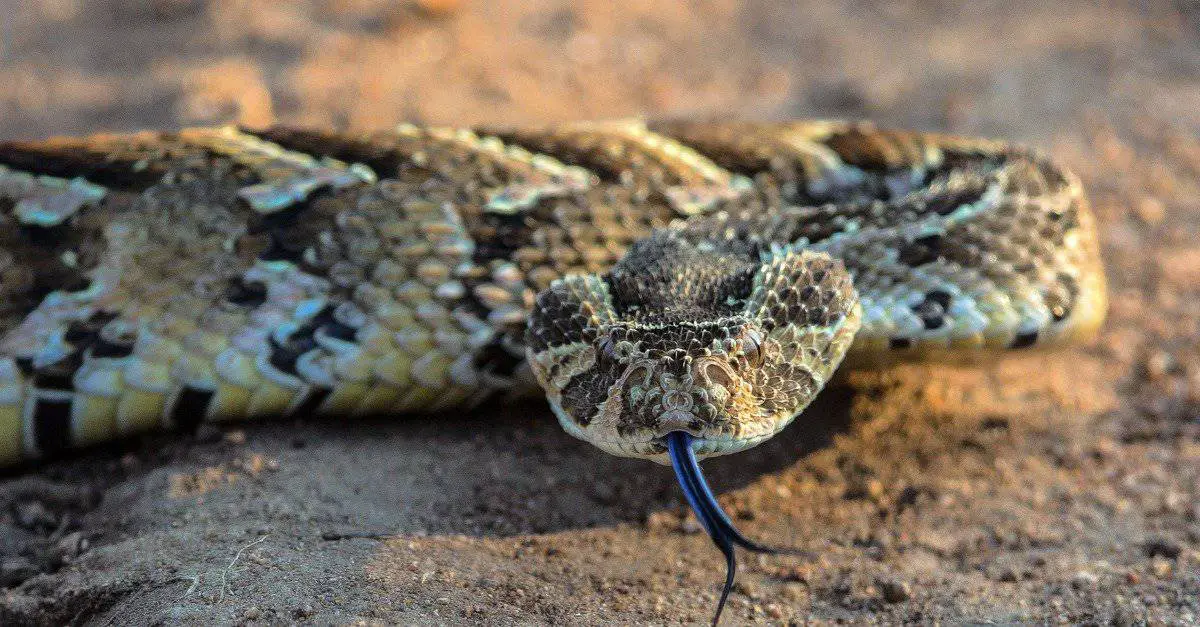 Faits Sur Les Animaux Puff Adder | Bitis Arietans - Pet Yolo