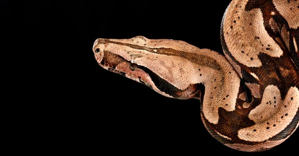 Boa à Queue Rouge (boa Commun) Faits Sur Les Animaux | Boa Constrictor ...