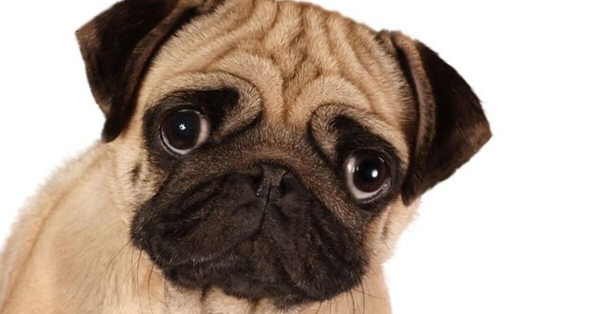 Voir Les Yeux Croisés : Qu'est-ce Que Le Strabisme Chez Le Chien ...