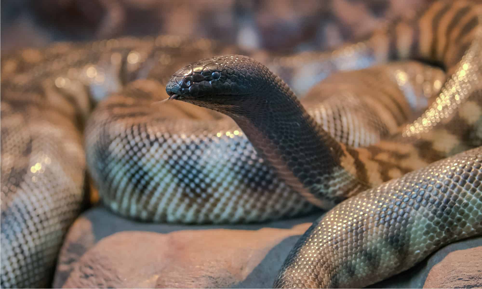 Faits Sur Les Animaux De Python à Tête Noire | Aspidites Melanocephalus ...