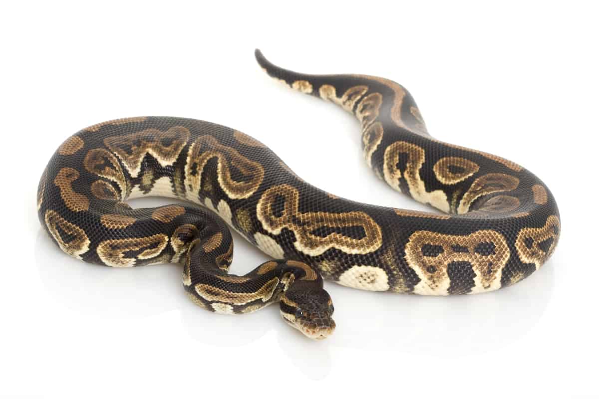 Faits Sur Les Animaux De Python Boule Pastel Noir | Python Regius - Pet ...
