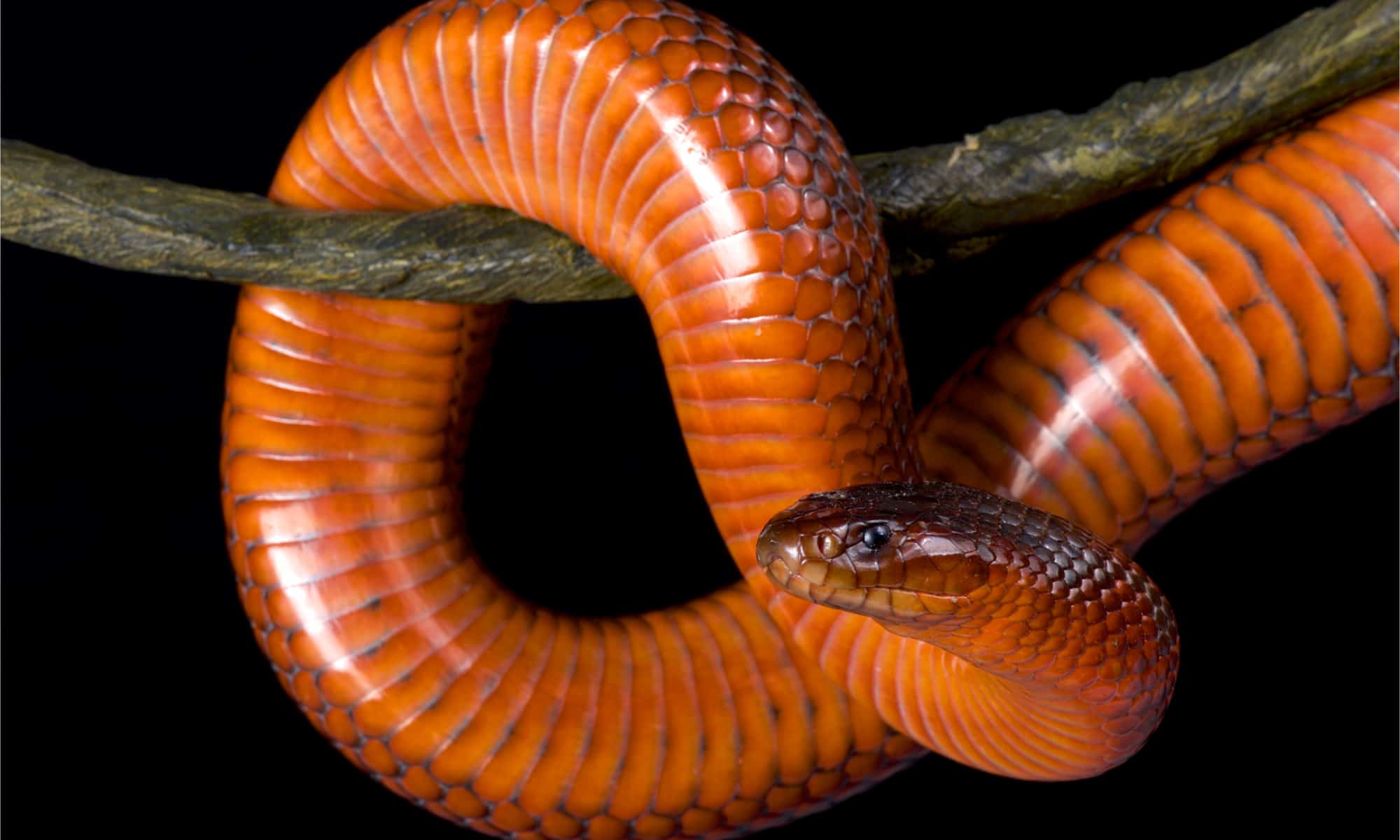 Faits Sur Les Animaux De Serpent De Collett | Pseudechis Colletti - Pet ...