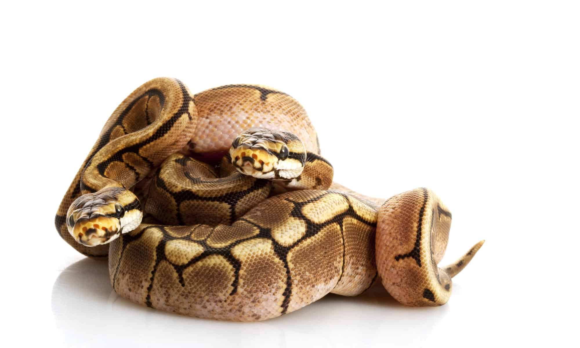 Python Boule Araignée - Pet Yolo