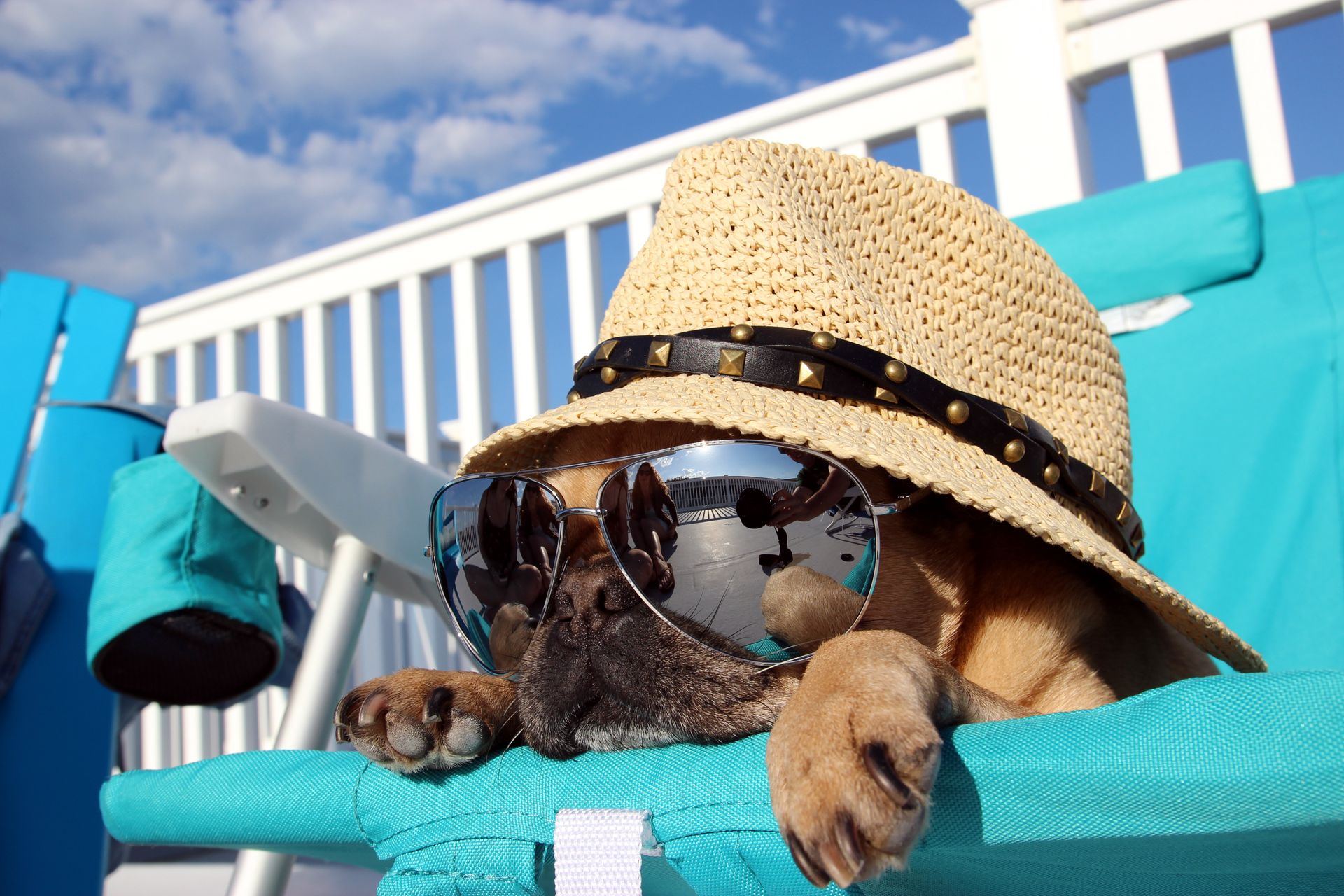 Noms De Chiens Sympas Noms De Chiens Sympas Pour Les Propri taires De