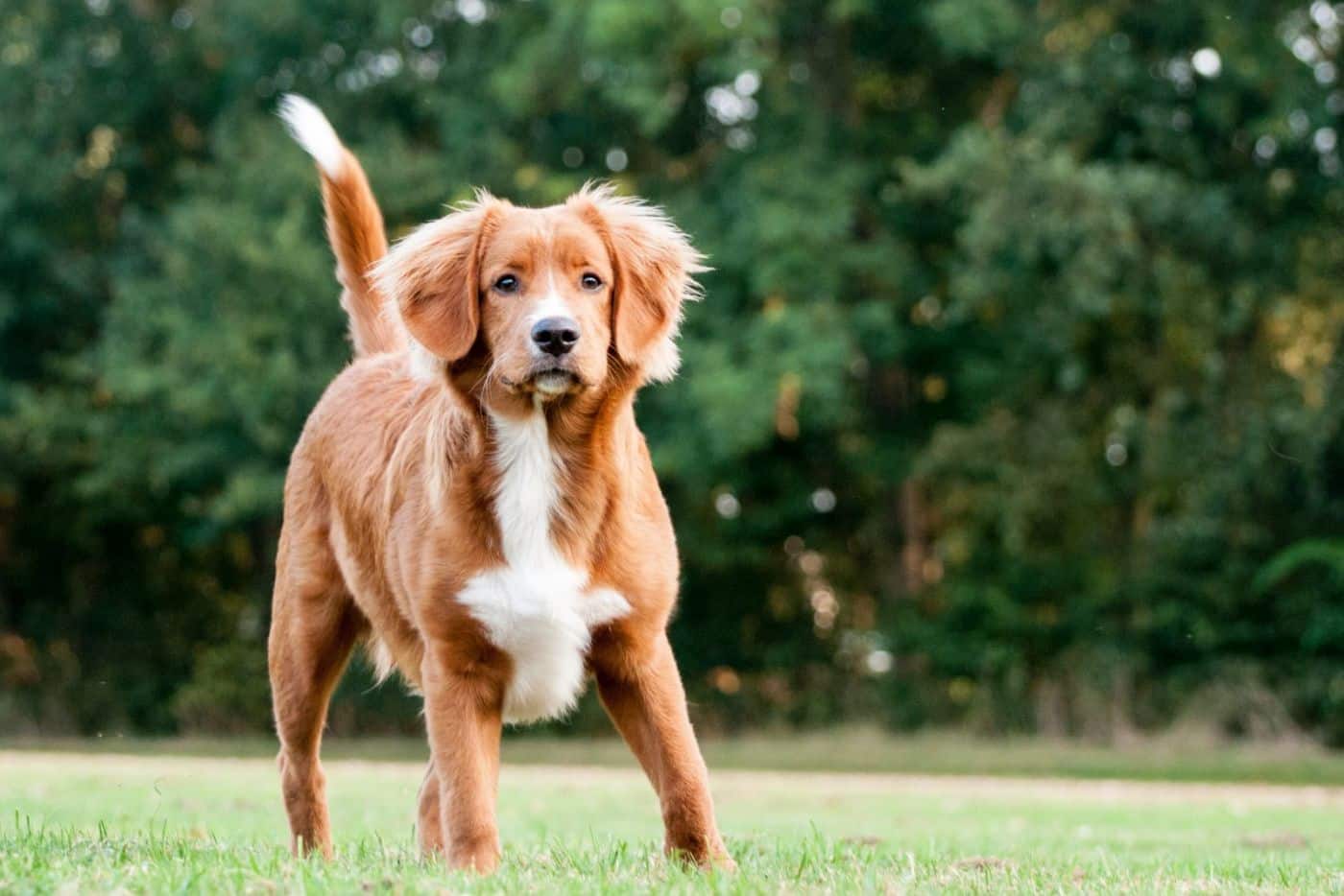 Nova Scotia Duck Tolling Retriever : Caractère Et Toilettage | Pet Yolo