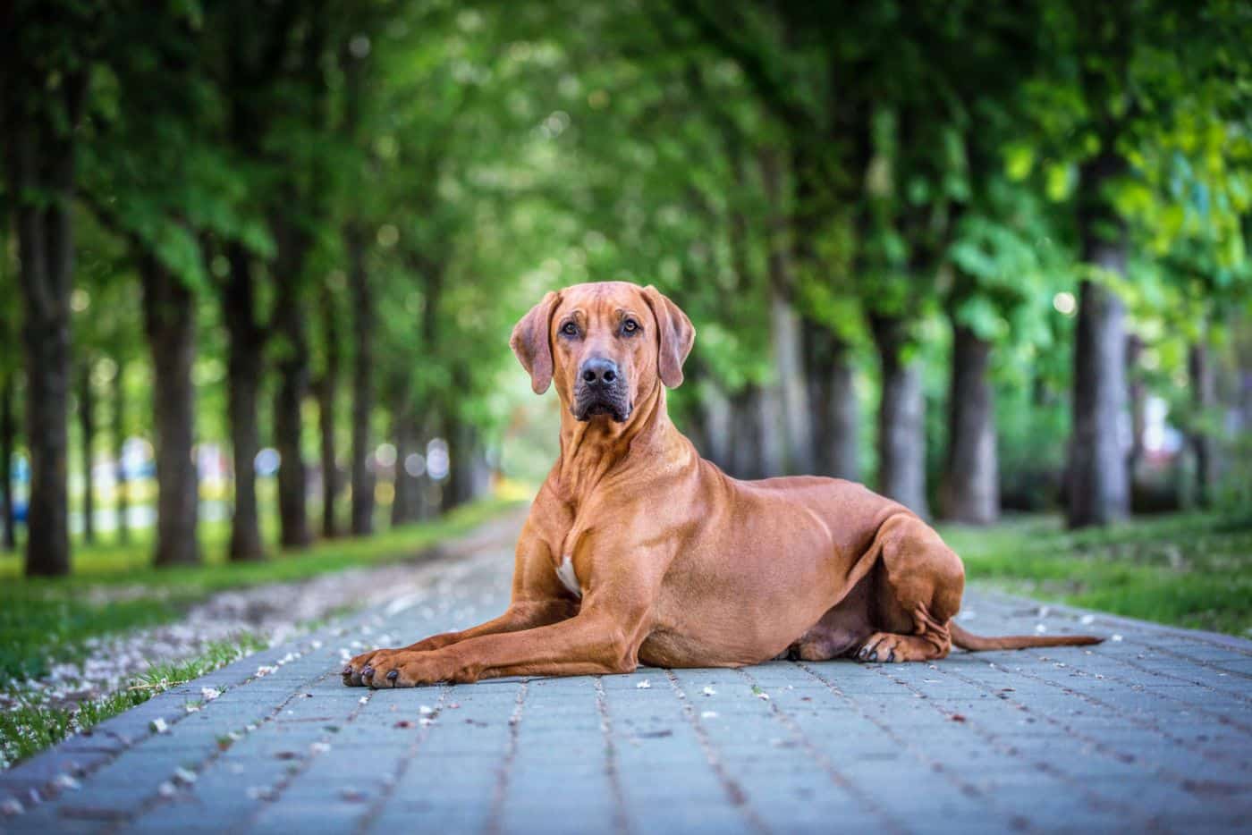 Rhodesian Ridgeback : Caractère Et élevage | Revue Pet Yolo