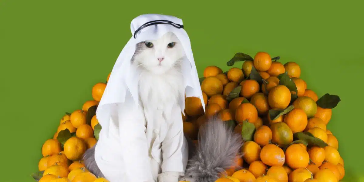 150 Meilleurs Noms De Chats Arabes Avec Significations - Pet Yolo
