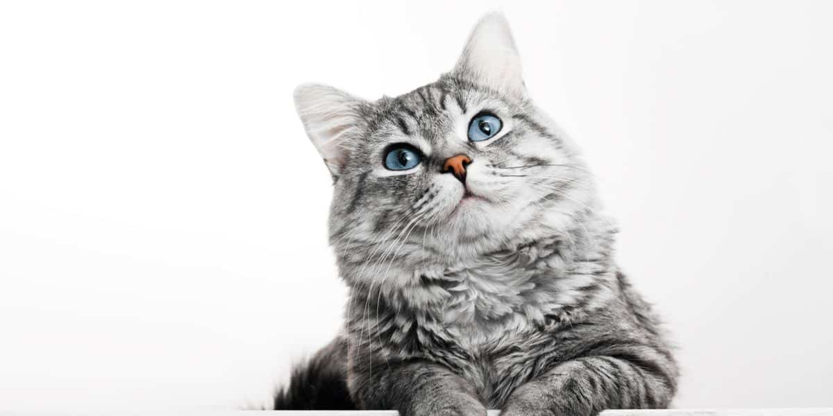 100 Adorables Noms De Chats Chinois - Pet Yolo