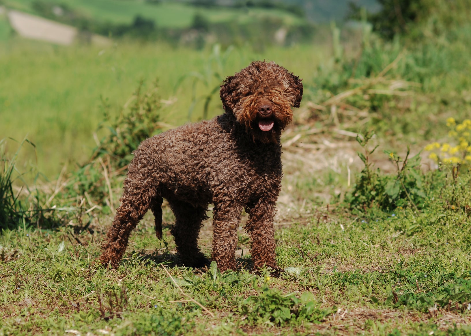 Caractère, élevage Et Soins De Lagotto Romagnolo | Pet Yolo
