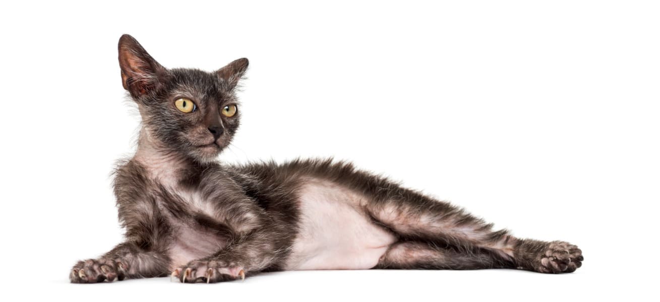 La Race De Chat Lykoi - Tout Sur Les Chats Loup-garou