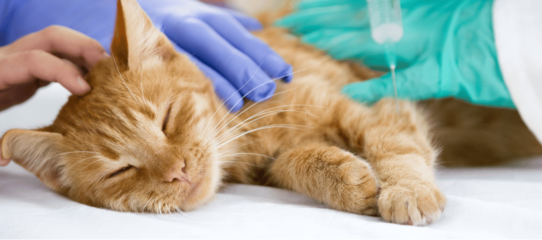 Guide à Un Chat Diabétique - Ce Que Vous Devez Savoir Pour Prendre Soin ...