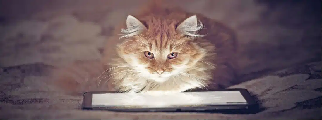 Découvrez Plus Sur Le Cerveau Félin: Les Chats Sont-ils Intelligents?