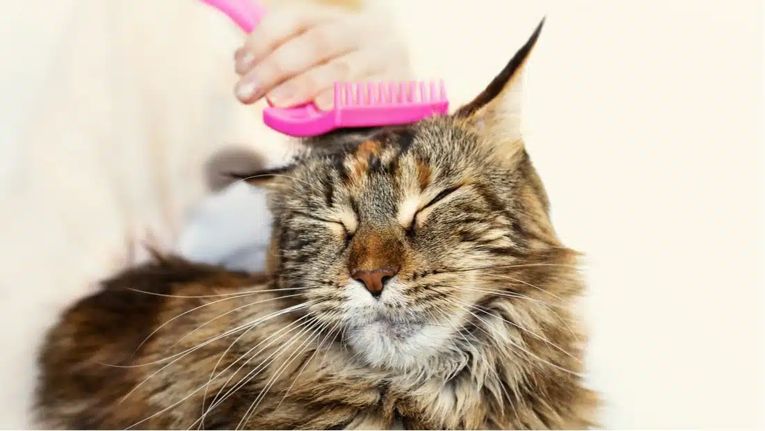 Tout Ce Que Vous Devez Savoir Sur Les Boules De Poils De Chat - Pet Yolo