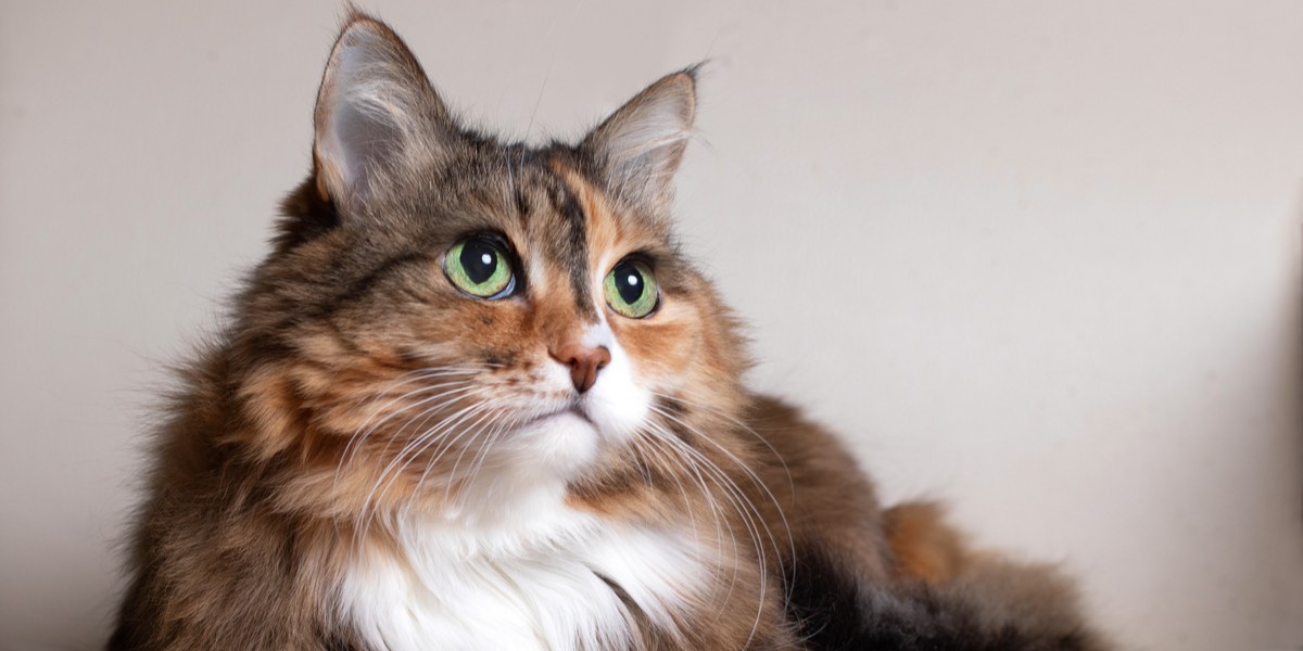 Tableau D'âge Du Chat : Quel âge A Mon Chat En Années Humaines ...