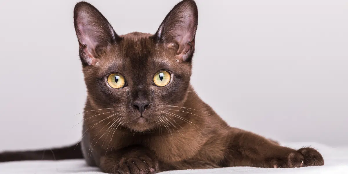 Les Chats Bruns Sont-ils Considérés Comme Rares ? - Pet Yolo