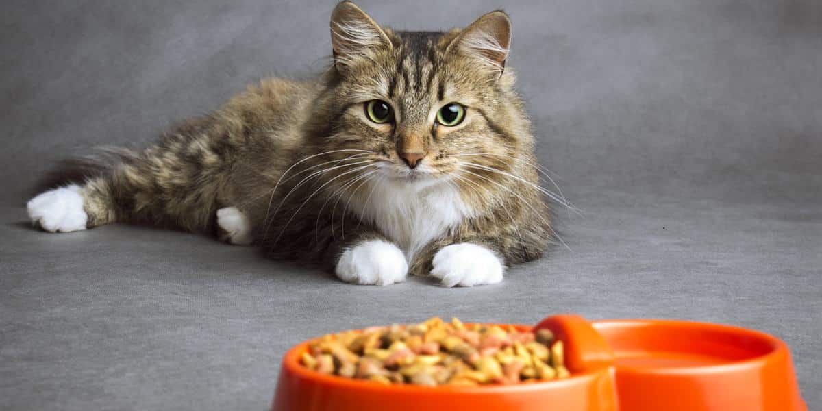 Les 7 Meilleurs Aliments Pour Chats Sans Poisson Pour Chats Sensibles ...