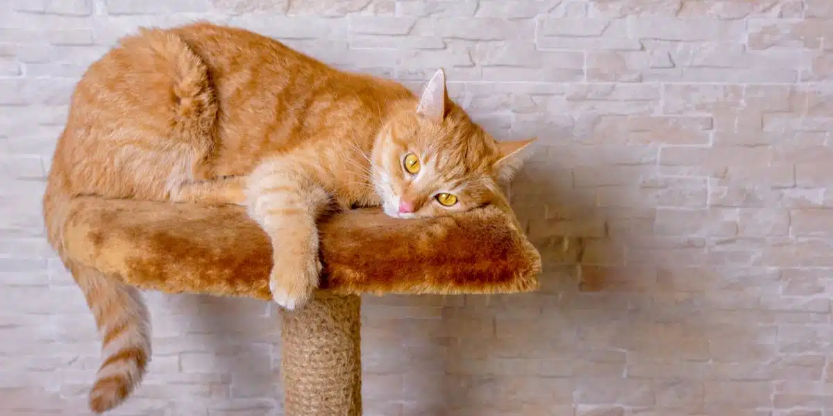8 Superbes Races De Chats Orange Qui Font D'excellents Animaux De ...
