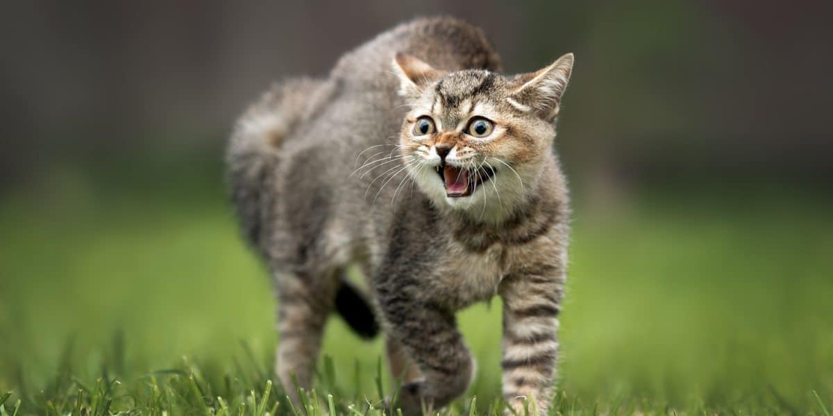 Pourquoi Les Chats Sifflent Et Ce Que Vous Devez Savoir - Pet Yolo