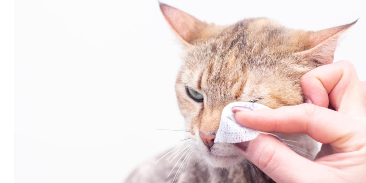 Conjonctivite Chez Le Chat : Causes, Symptômes Et Traitement - Pet Yolo