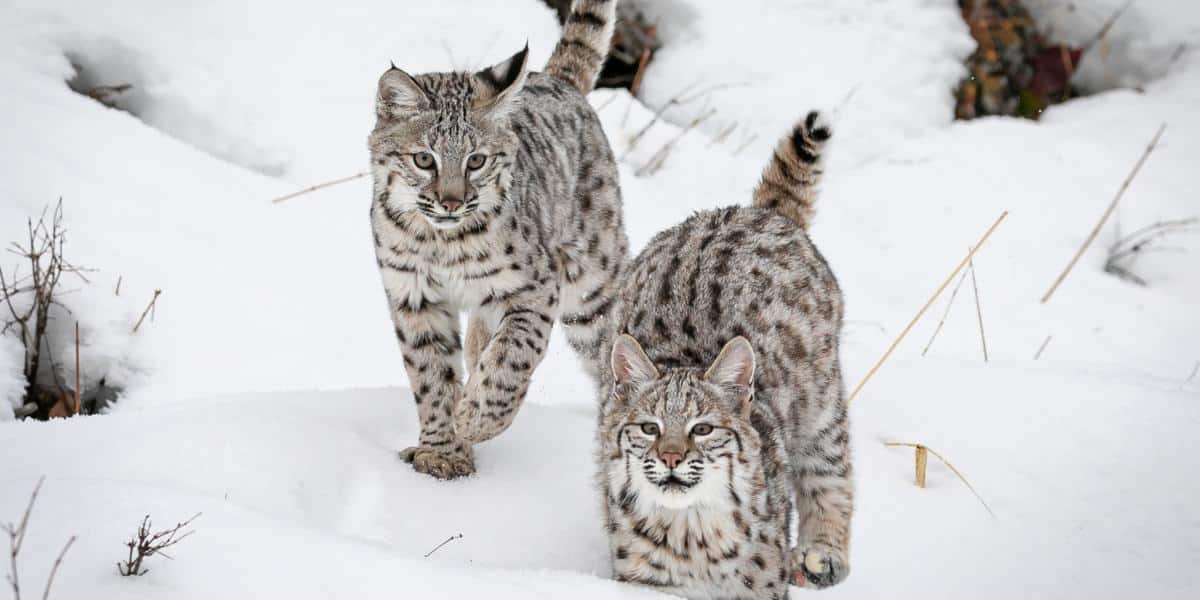 Les Bobcats Font-ils De Grands Animaux De Compagnie ? - Pet Yolo