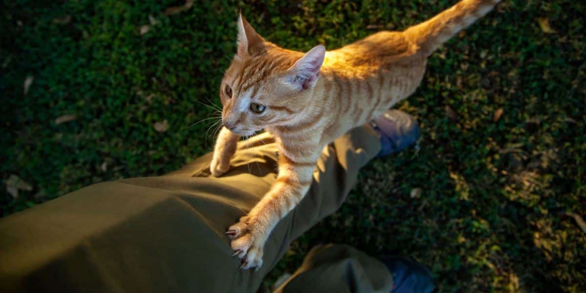 Races De Chats Par Ordre Alphabétique
