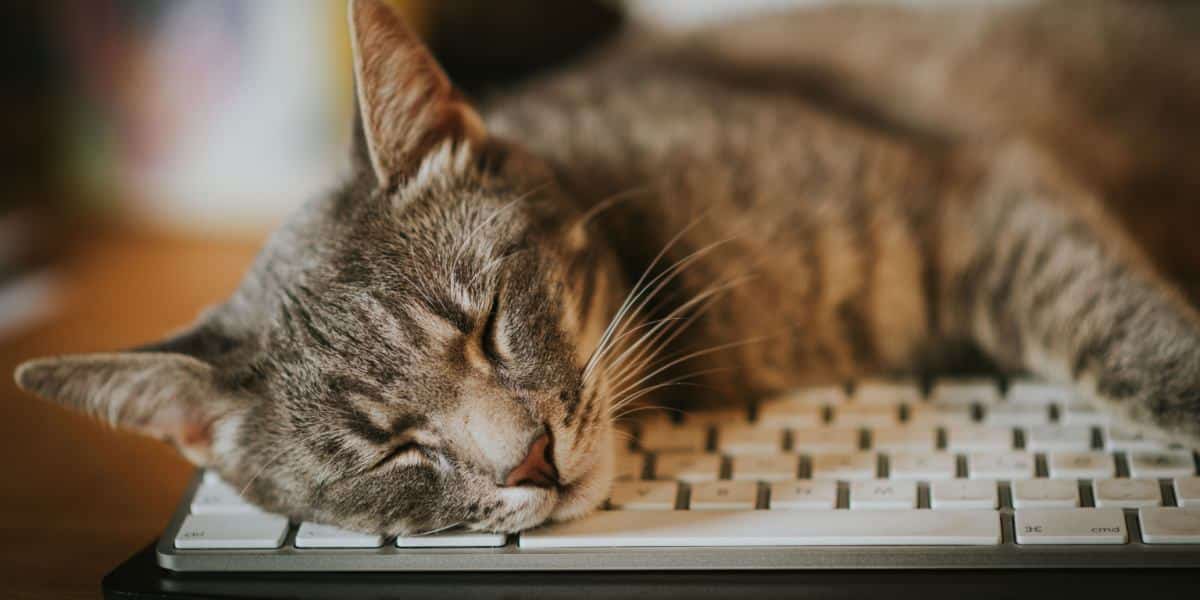 Pourquoi Les Chats Aiment-ils Autant Marcher Et S'asseoir Sur Les ...