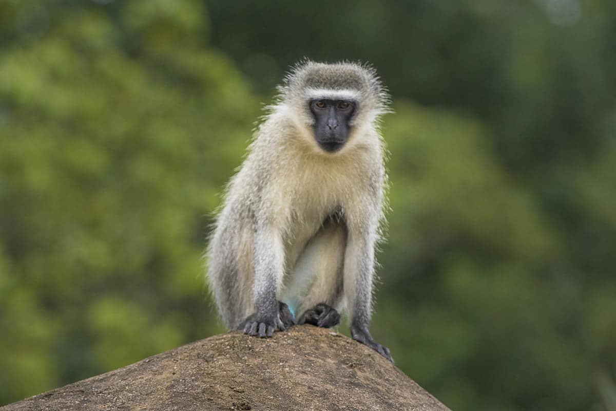 Singe Vervet | Toutes Les Informations Dans Le Profil | Pet Yolo