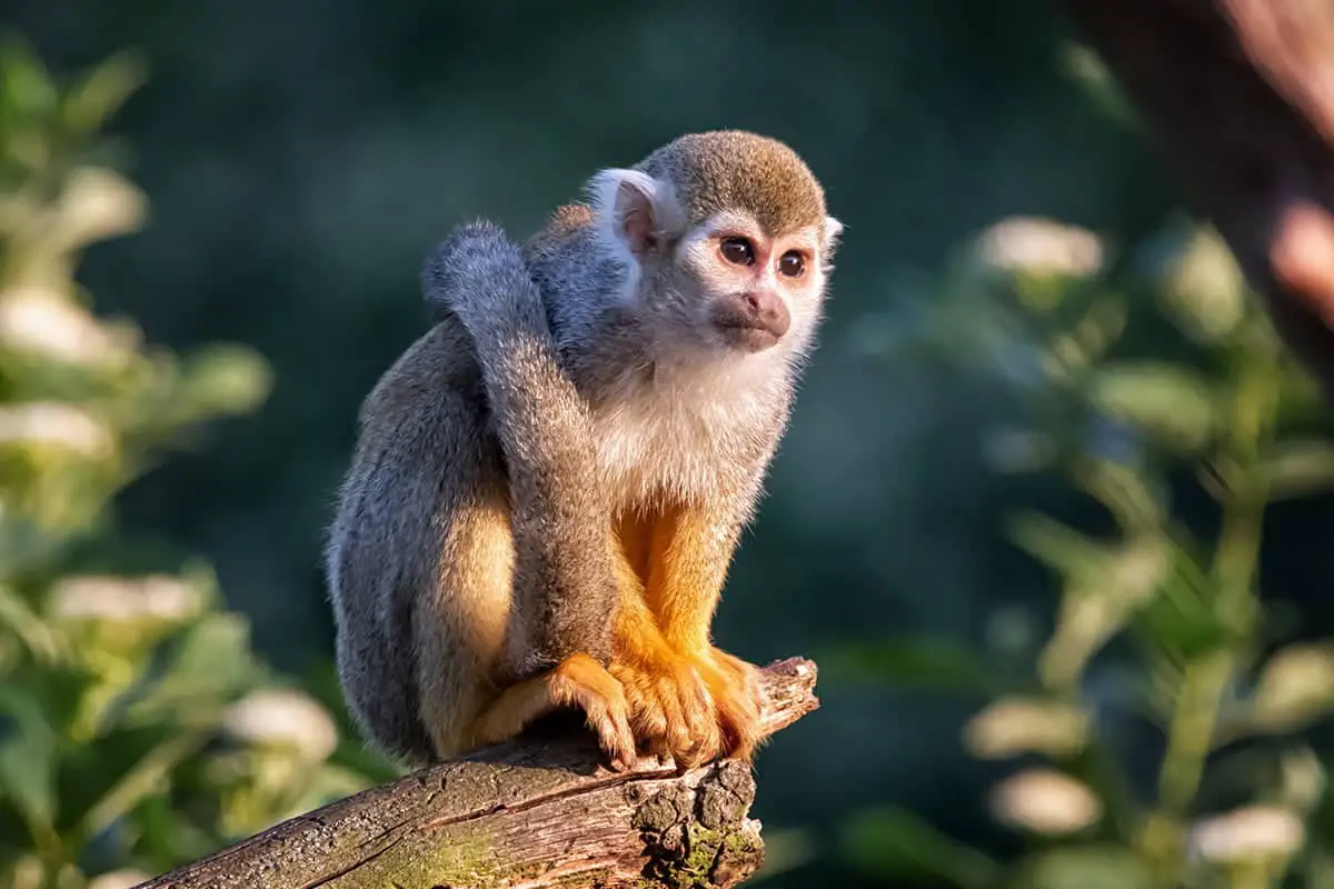 Singe-écureuil | Toutes Les Informations Dans Le Profil | Pet Yolo