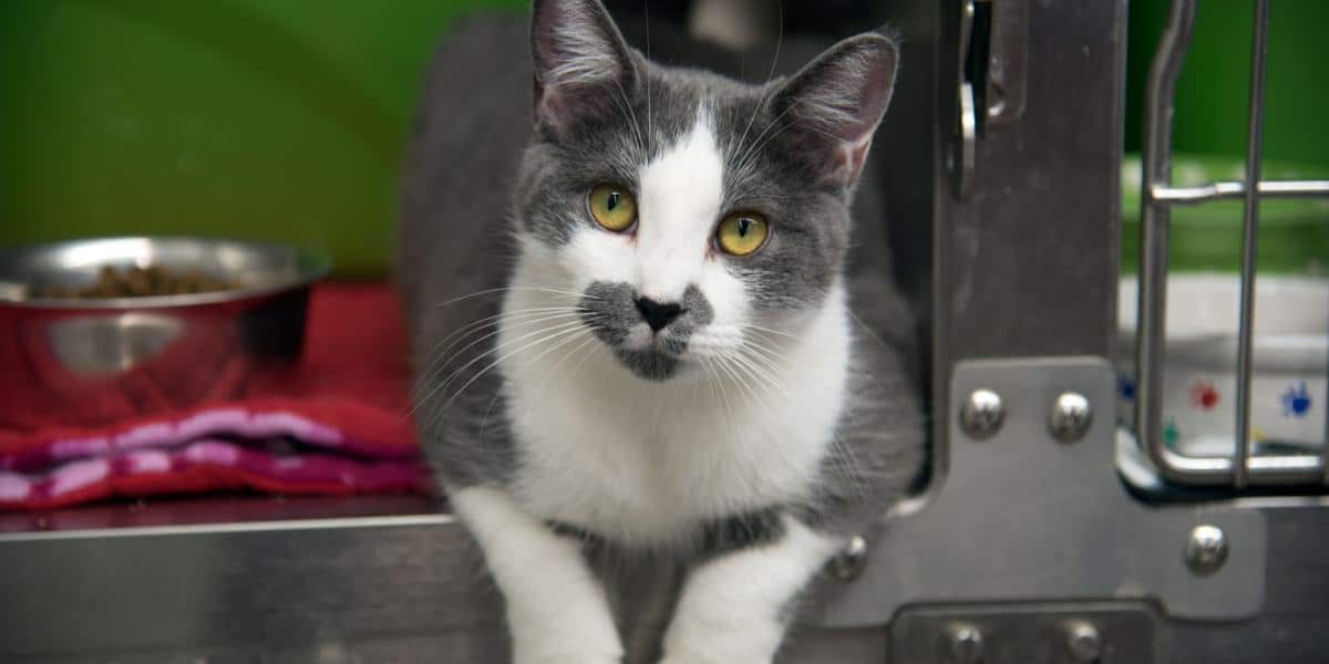 Champignon Cutané Chez Les Chats : Signes, Traitement Et Causes | Revue ...