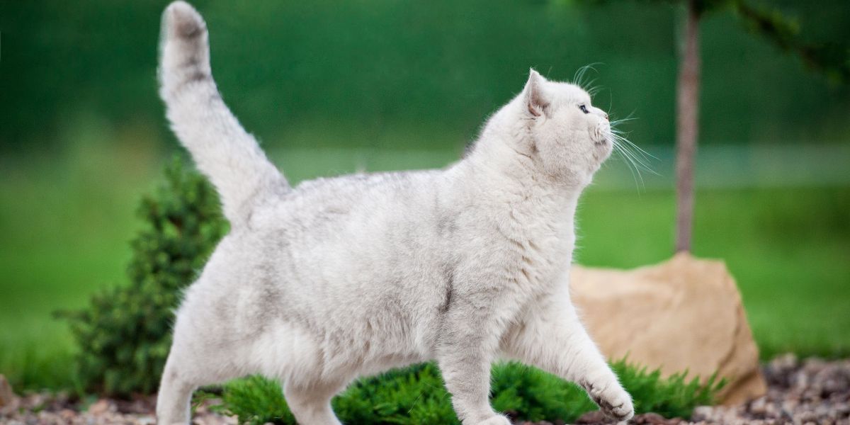 Pourquoi Les Chats Ont-ils Une Queue ? - Pet Yolo